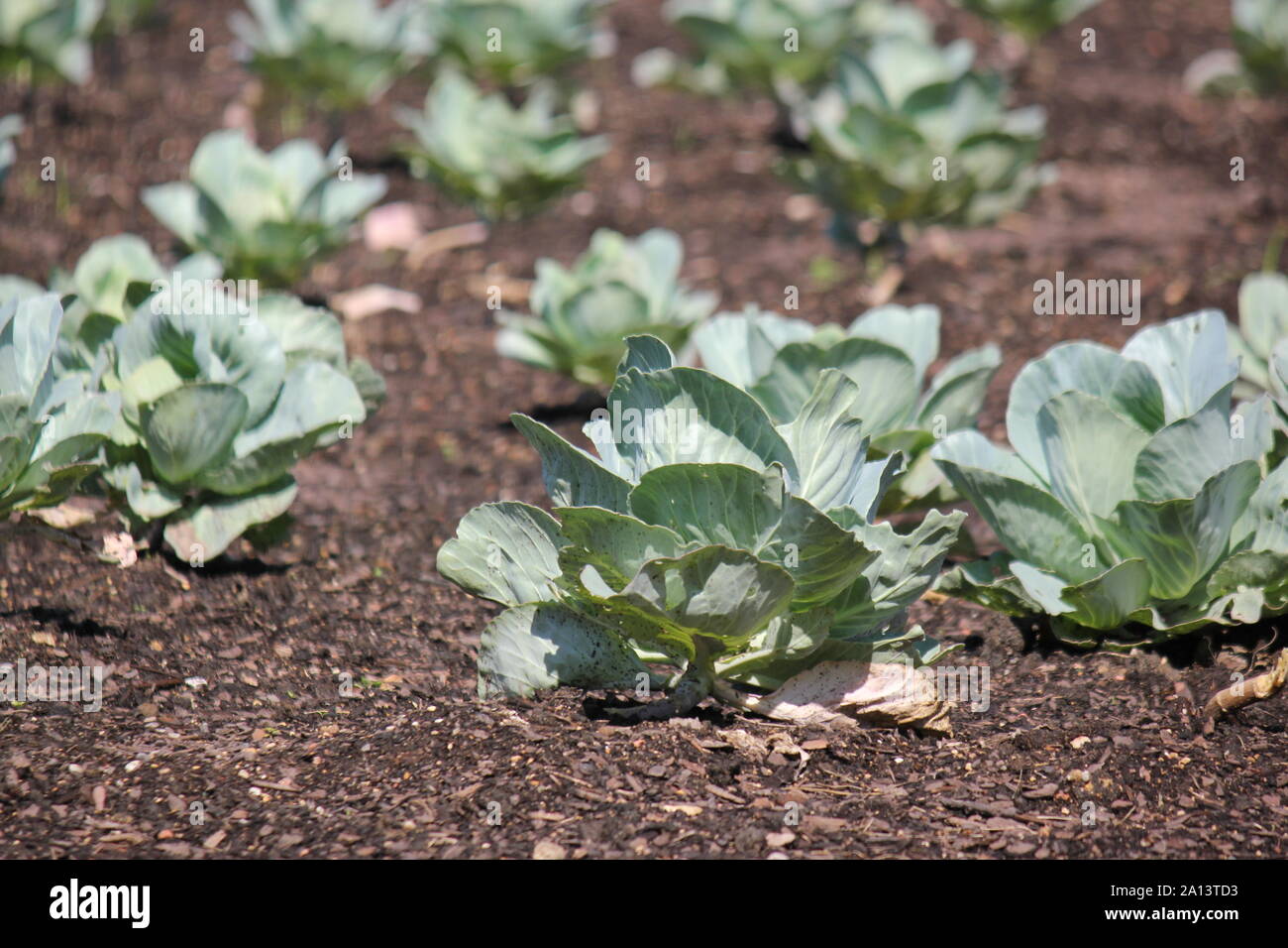 Baby brassica patch hi-res stock photography and images - Alamy