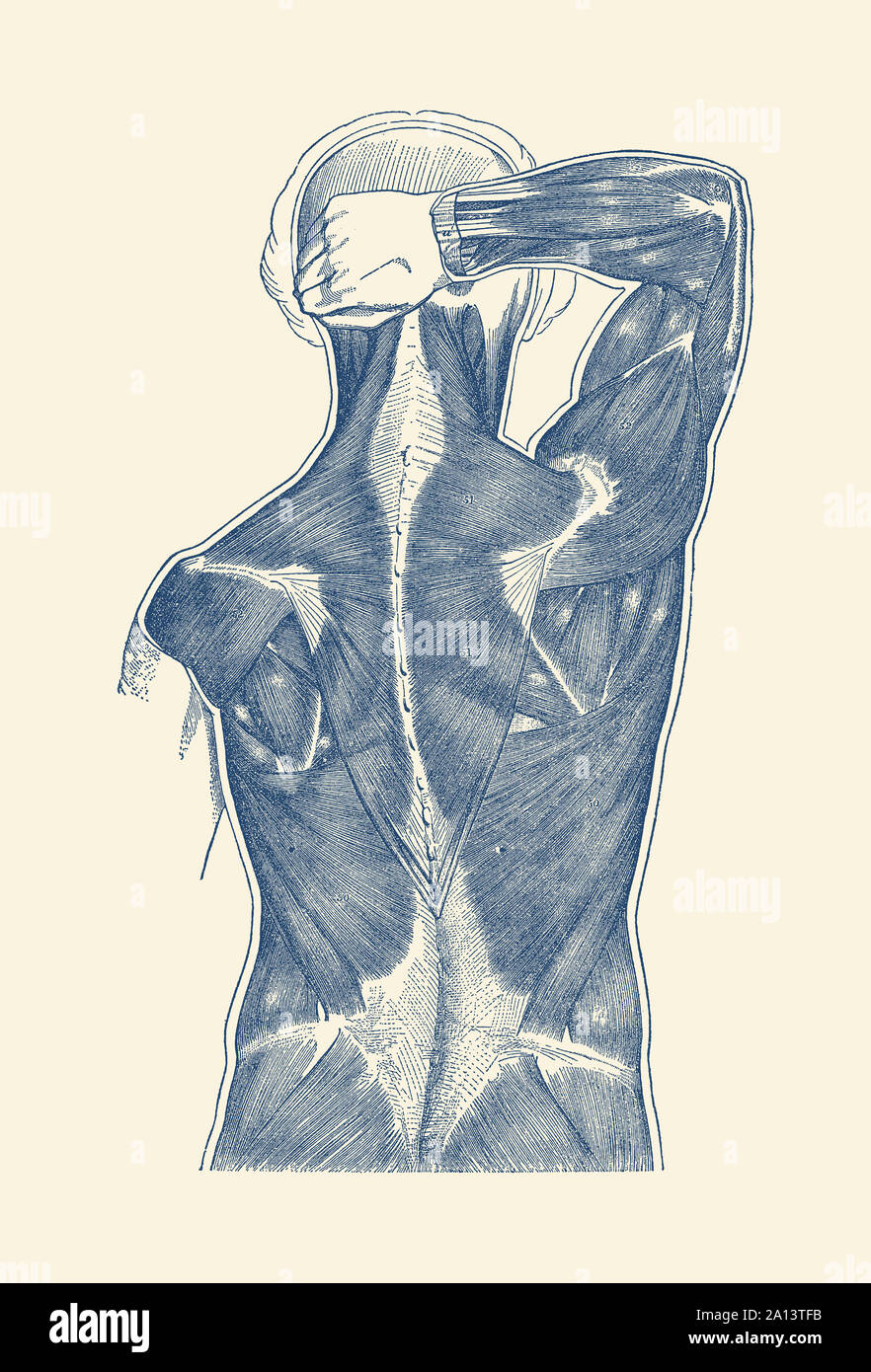 Vintage anatomy print showing a view the human muscular system from the ...