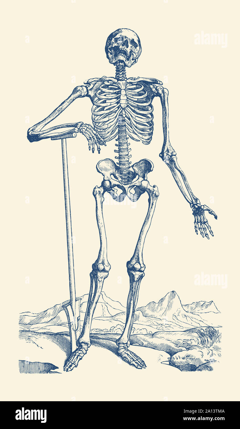 Human skeleton anterior view hi-res stock photography and images - Alamy