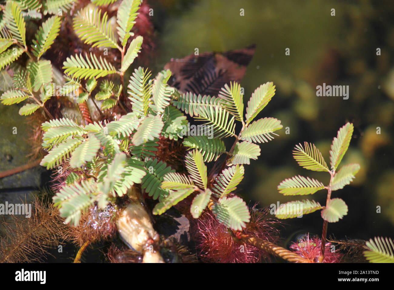 Aquatic sensitive plant, Neptunia aquatic, floating and growing in a ...