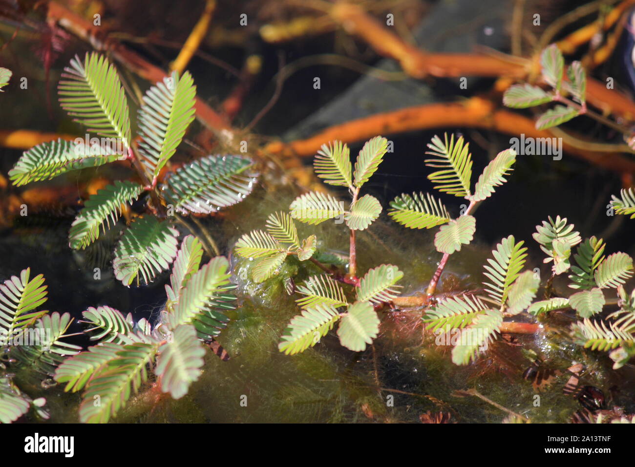 Neptunia aquatica hi-res stock photography and images - Alamy