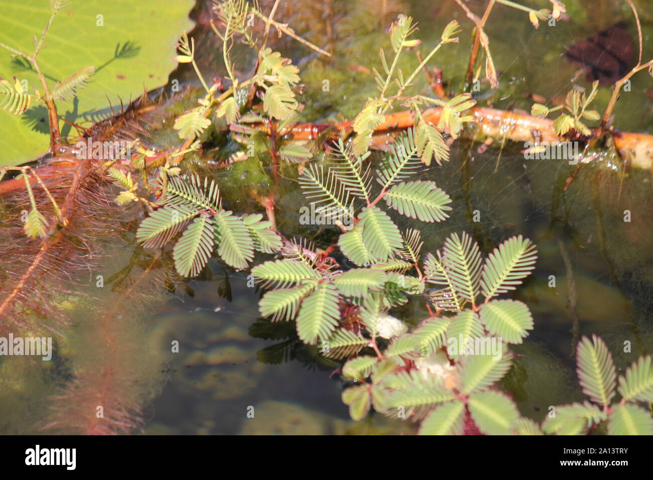 Aquatic sensitive plant, Neptunia aquatic, floating and growing in a ...