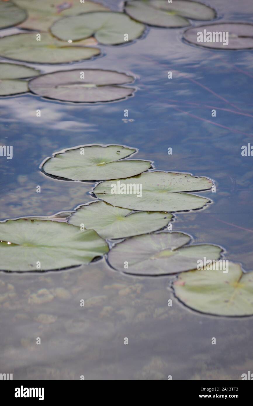 Lily Pads Floating High Resolution Stock Photography and Images - Alamy