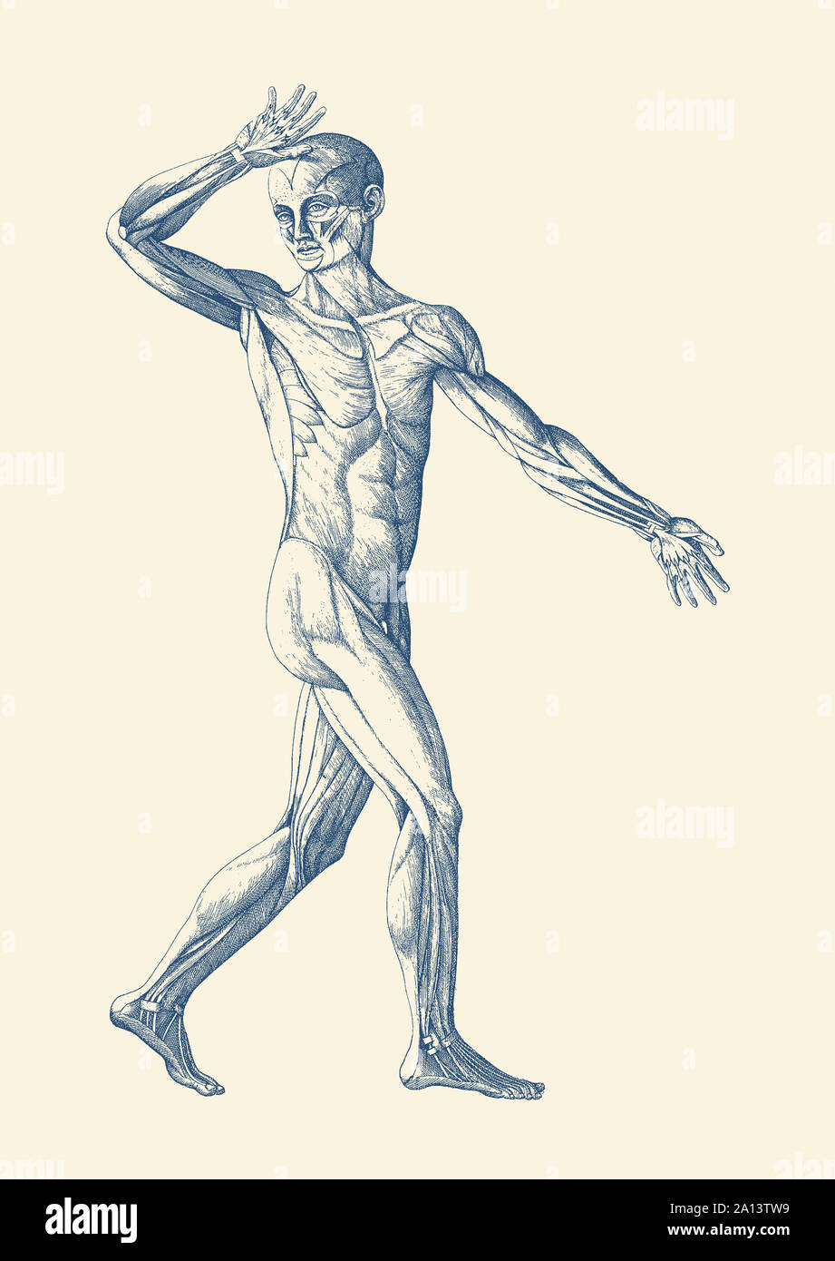 Vintage anatomy print features an artistic view of a moving muscular ...