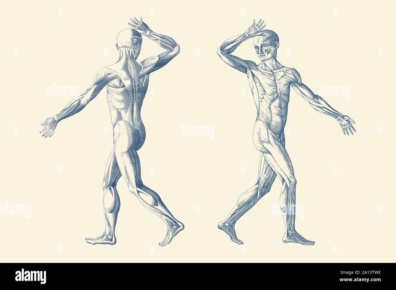 Vintage anatomy print features a dual artistic view of a moving ...