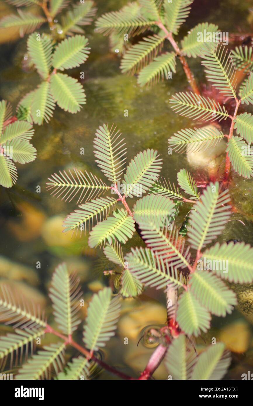 Aquatic sensitive plant, Neptunia aquatic, floating and growing in a ...