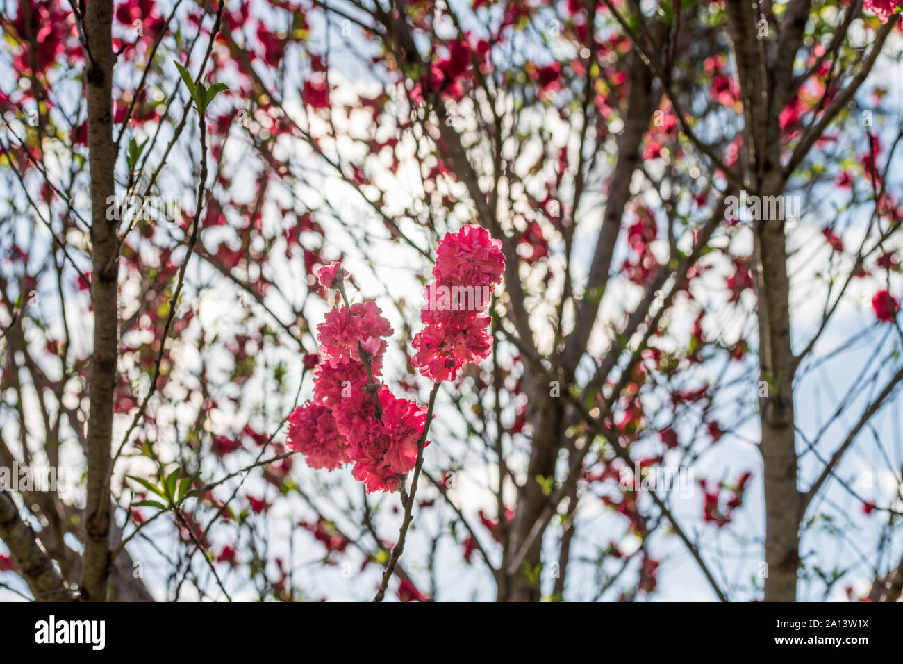 Queensland cherry hi-res stock photography and images - Alamy