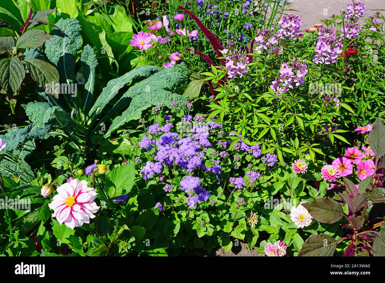 Summer view of a mixed flower border with green lacinato kale leaves ...
