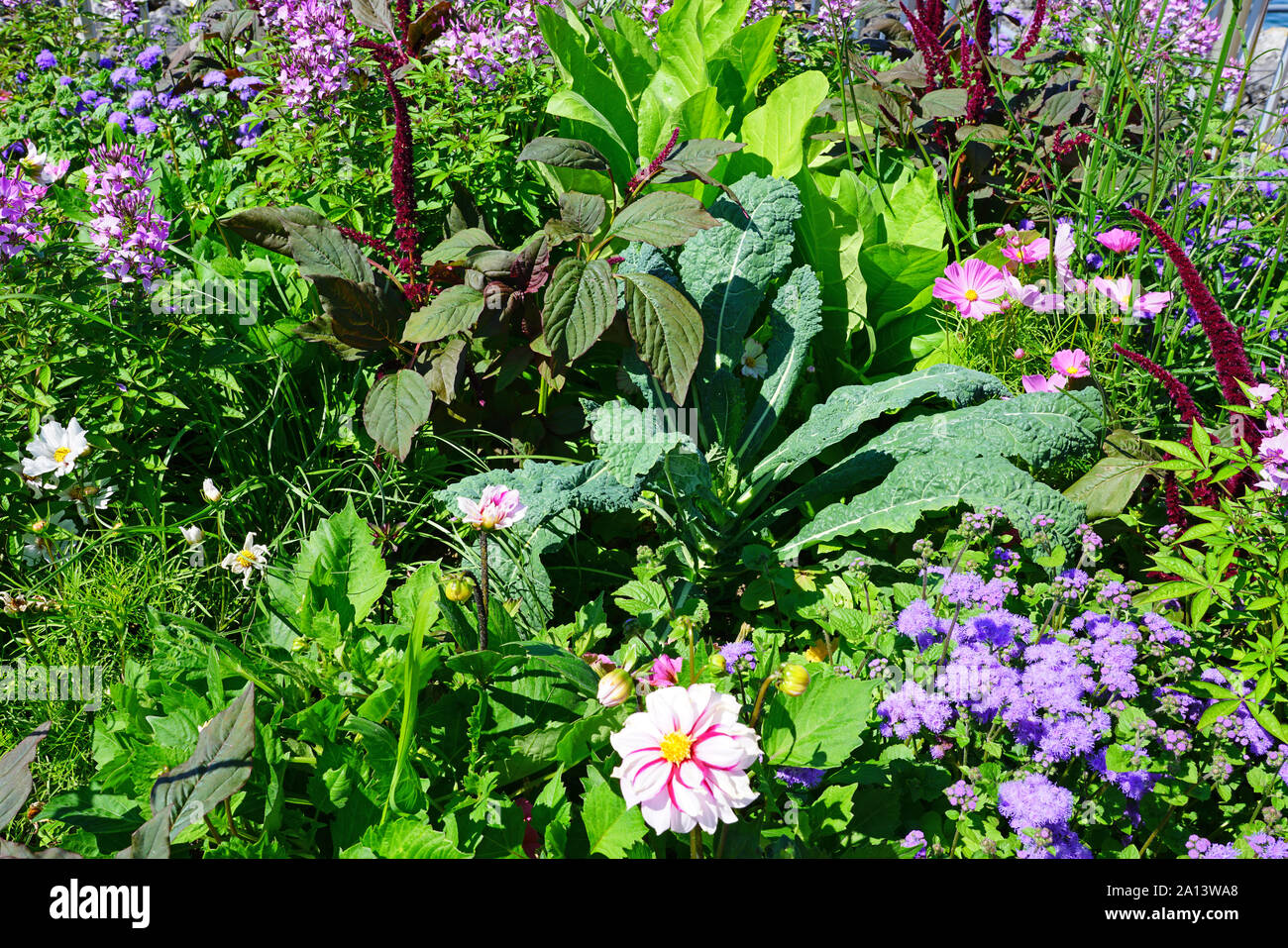 Summer view of a mixed flower border with green lacinato kale leaves ...