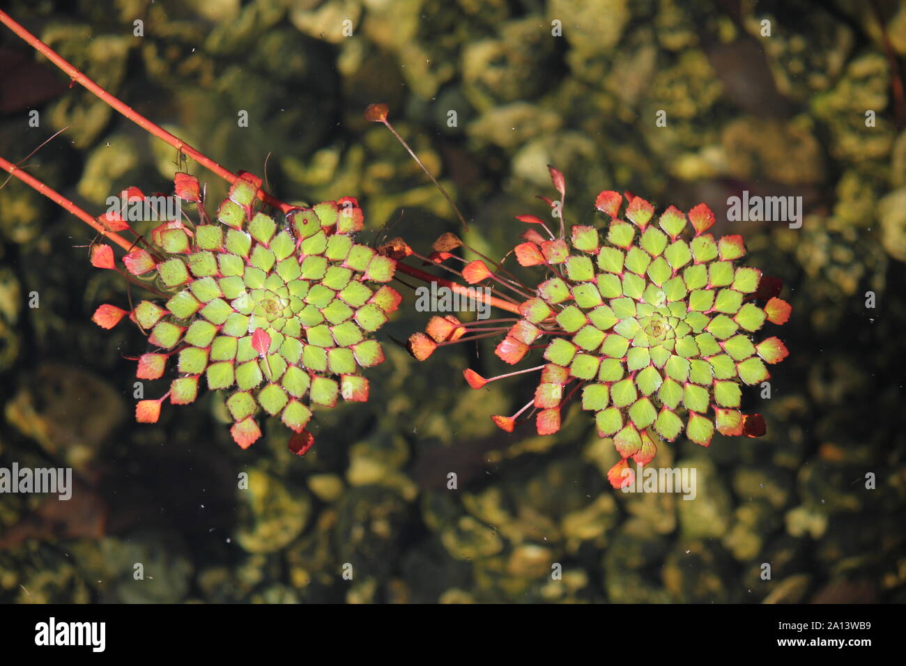 Mosaic plant, Fittonia albivenis, Ludwigia sedoides, False Loosestrife ...