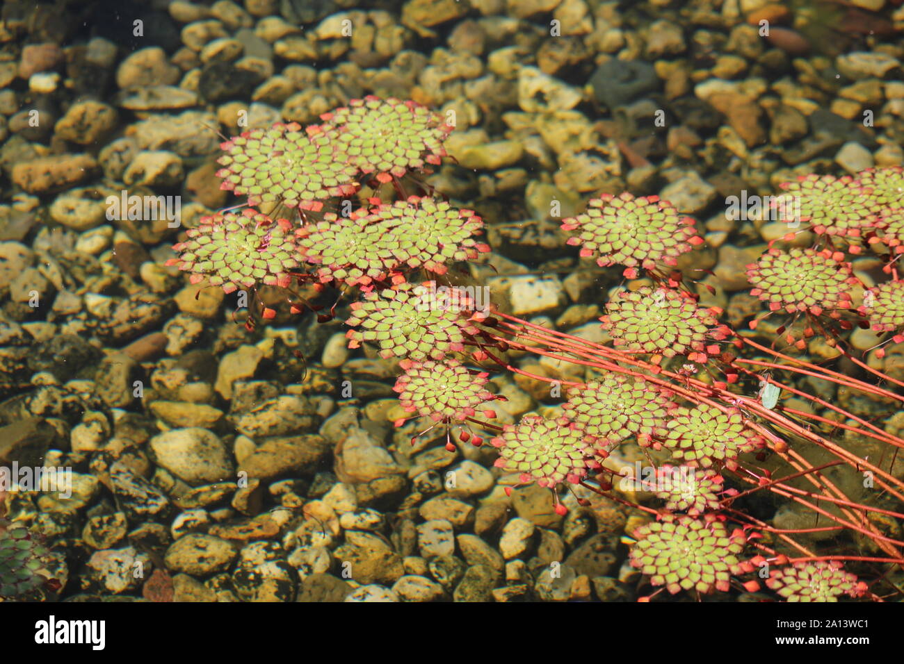 Mosaic plant, Fittonia albivenis, Ludwigia sedoides, False Loosestrife ...