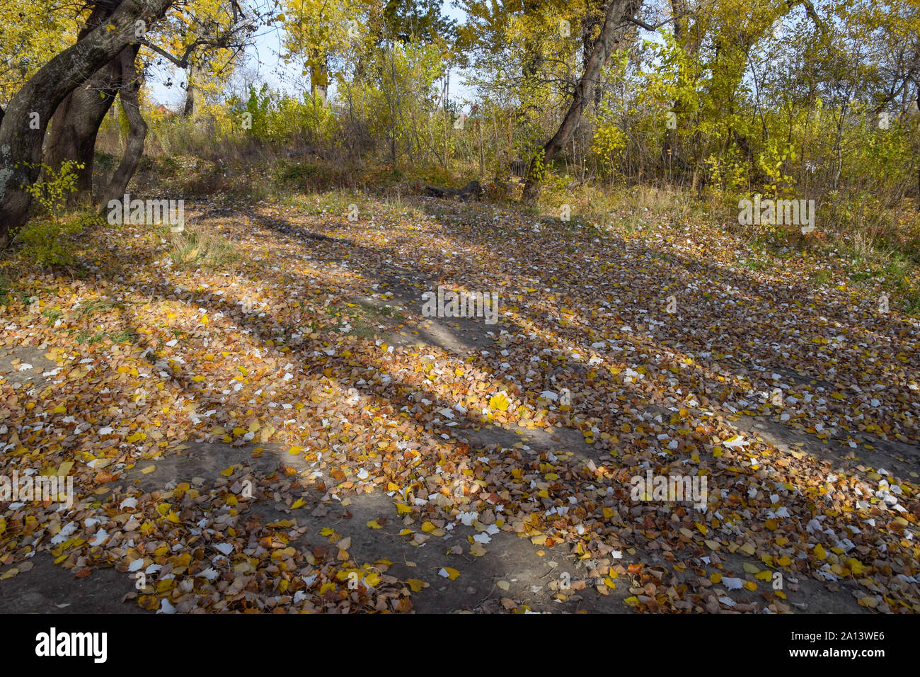 Golden colored poplar leaves hi-res stock photography and images - Alamy