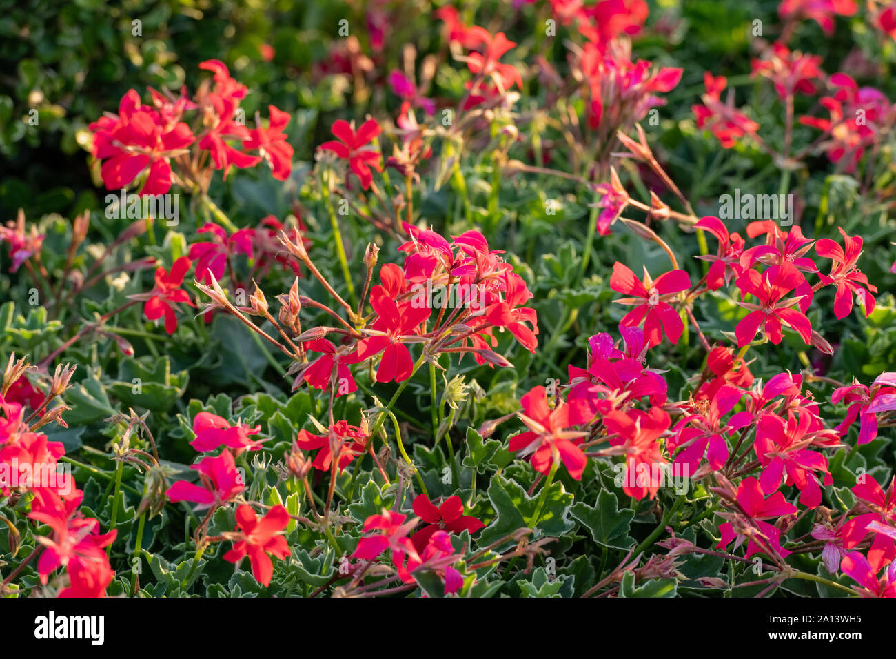 Red impatiens flowers Stock Photo - Alamy