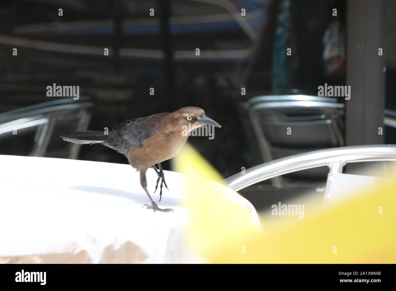 bird posing on a outdoor restaurant table Stock Photo - Alamy