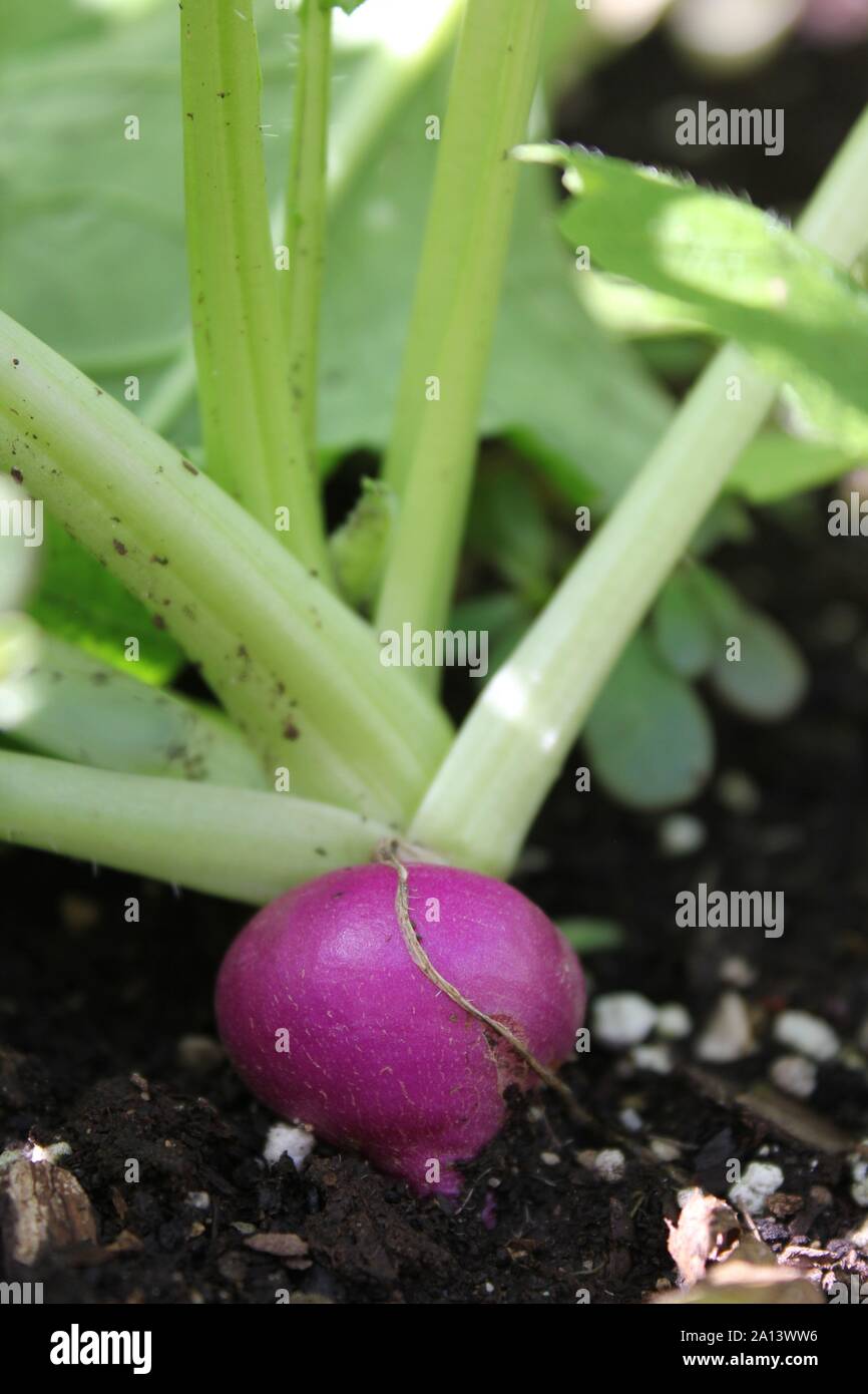 Purple radishes growing in the vegetable garden Stock Photo - Alamy