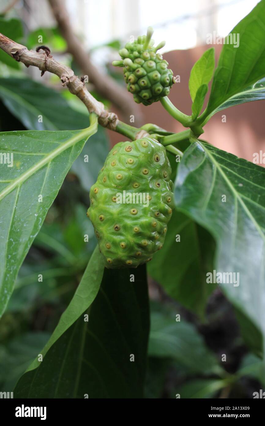 Green fruit of the Indian Mulberry tree, Morinda citrifolia, great ...
