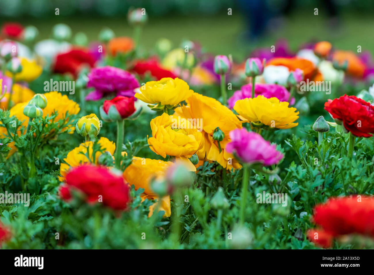 Floribunda bush hi-res stock photography and images - Alamy