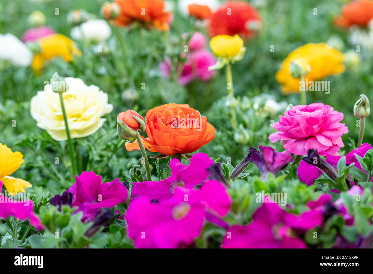 Floribunda bush hi-res stock photography and images - Alamy