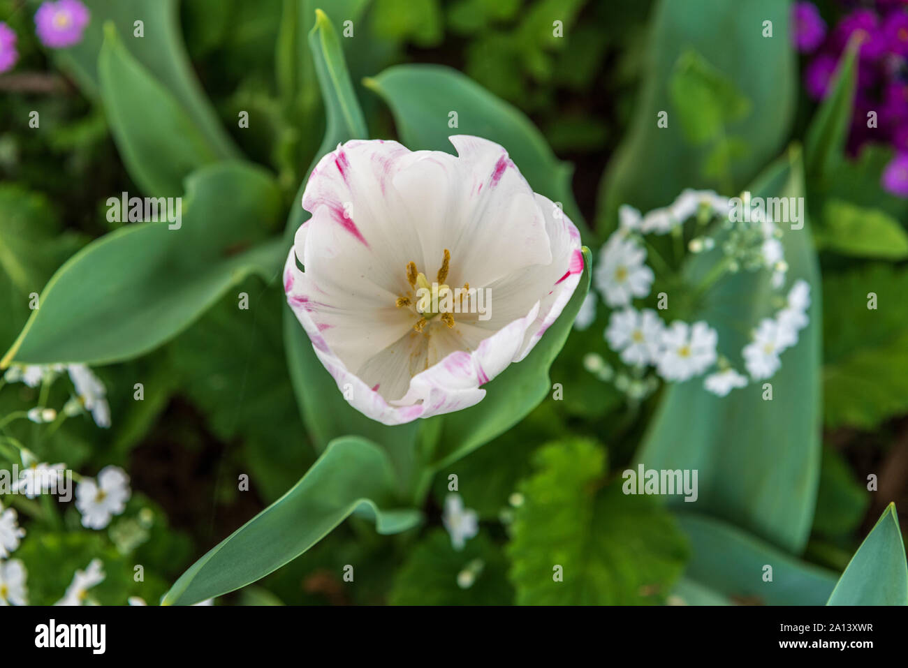 Inside white tulip Stock Photo - Alamy