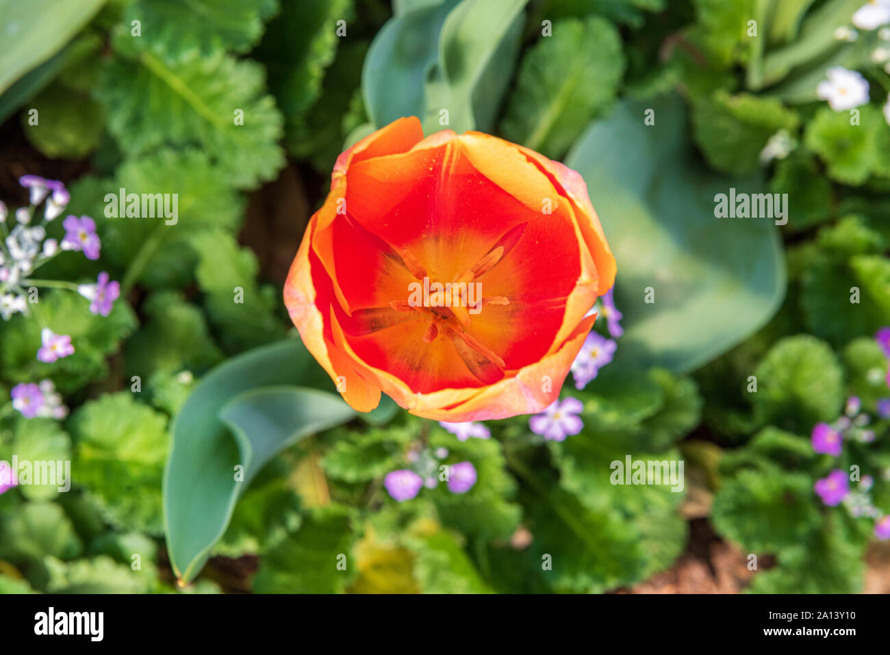 Inside peach tulip Stock Photo - Alamy