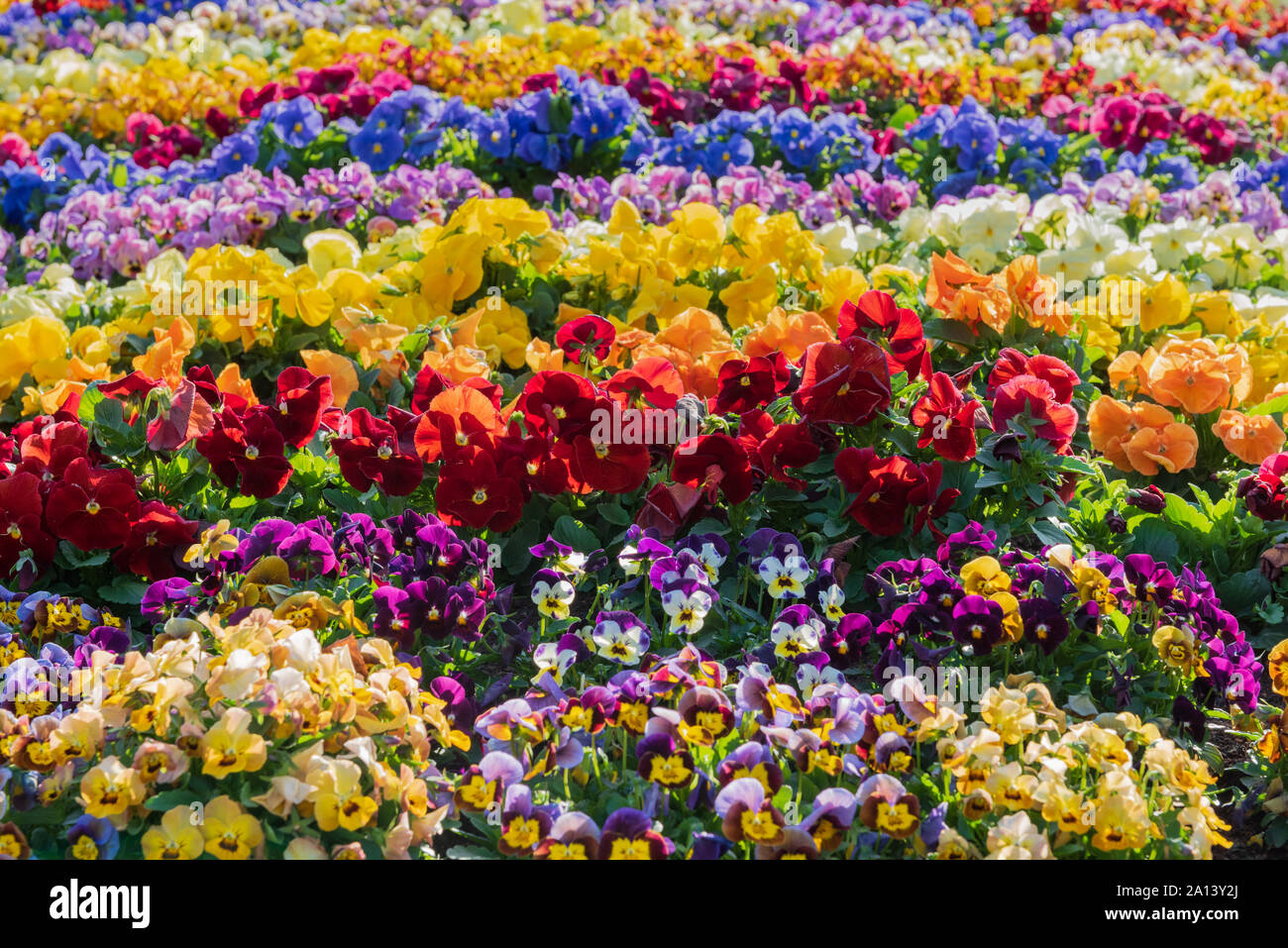 Rainbow of colourful flowers Stock Photo - Alamy