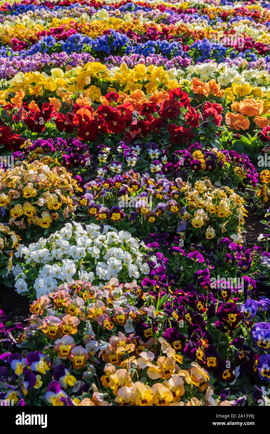 Rainbow of colourful flowers Stock Photo - Alamy
