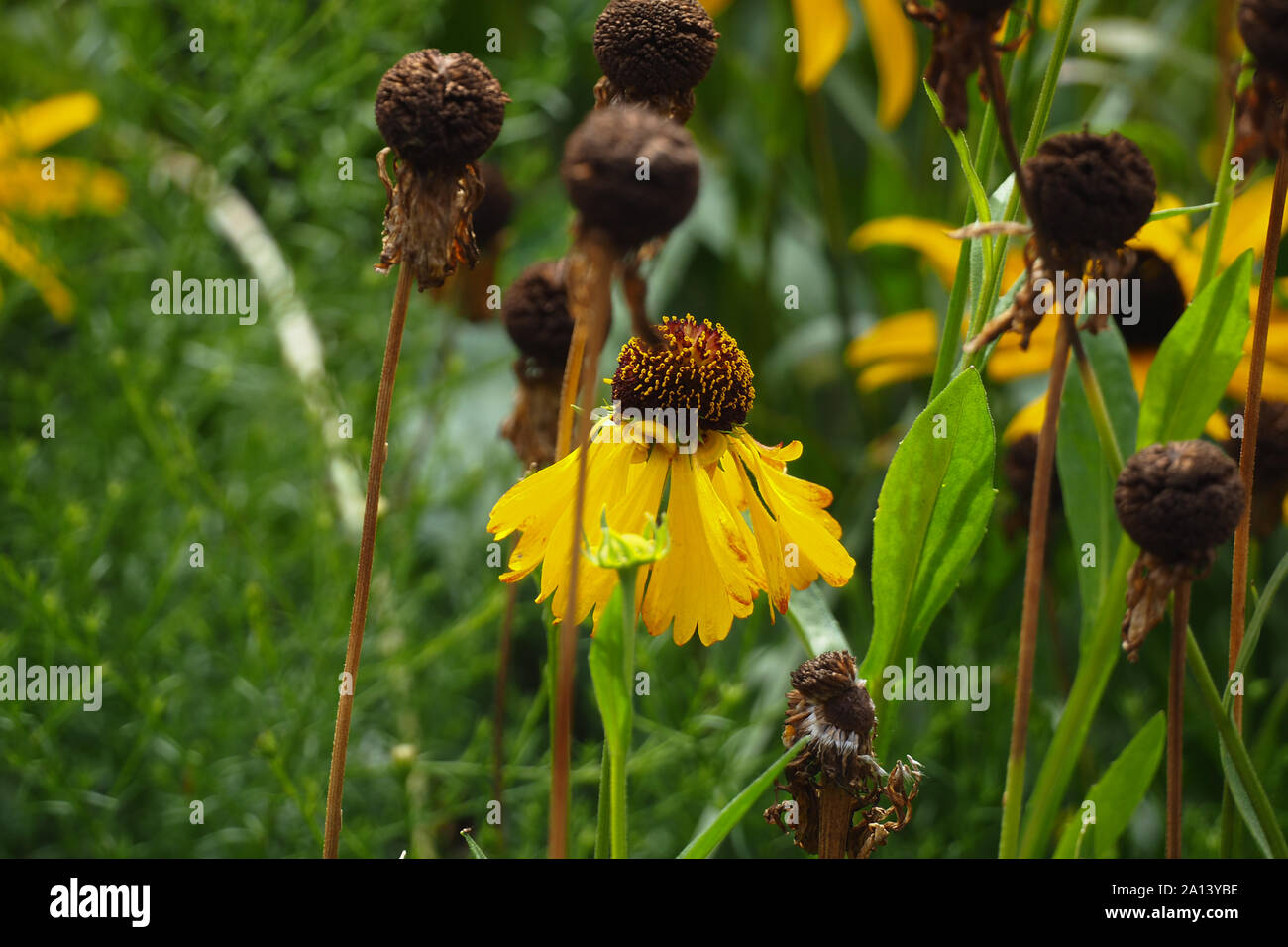 Zoomed plants hi-res stock photography and images - Alamy