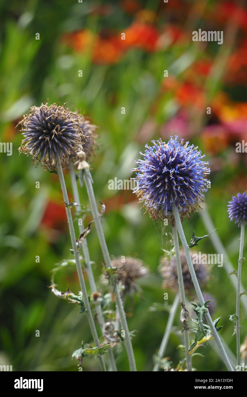 Angled flower stems hi-res stock photography and images - Alamy