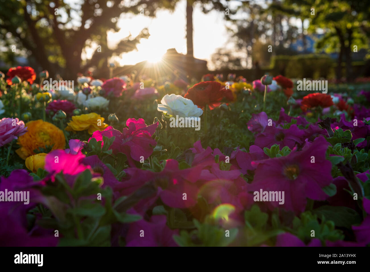 Brightly coloured flowers during sunset Stock Photo - Alamy