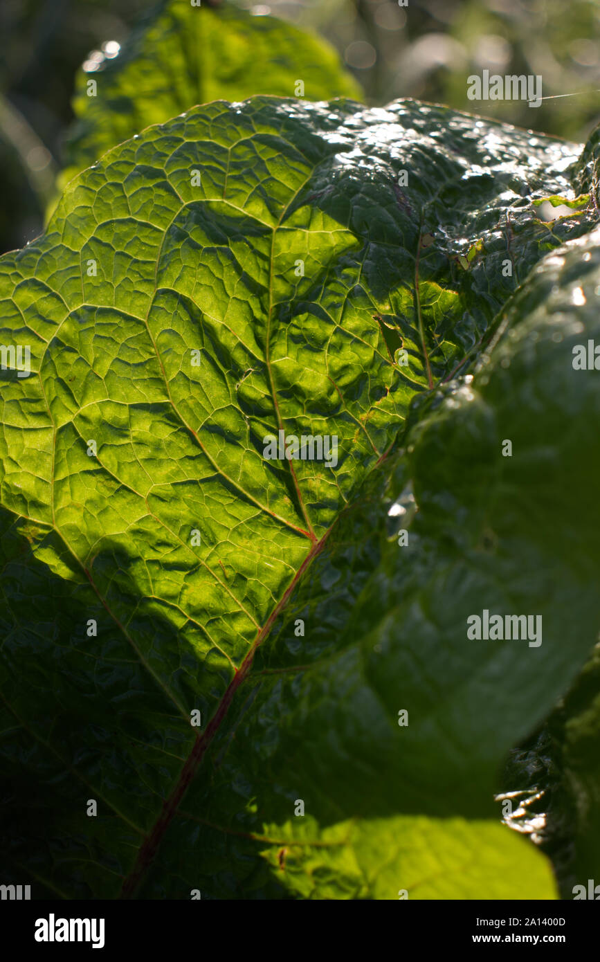 Doc leaf caught in the sunshine Stock Photo - Alamy
