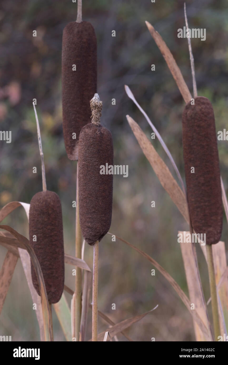 Unique flowering spikes of cattails, a wetland plant, with dry, autumn ...
