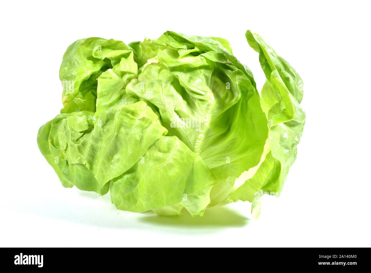 Boston lettuce isolated on white background - bright green lettuce ...