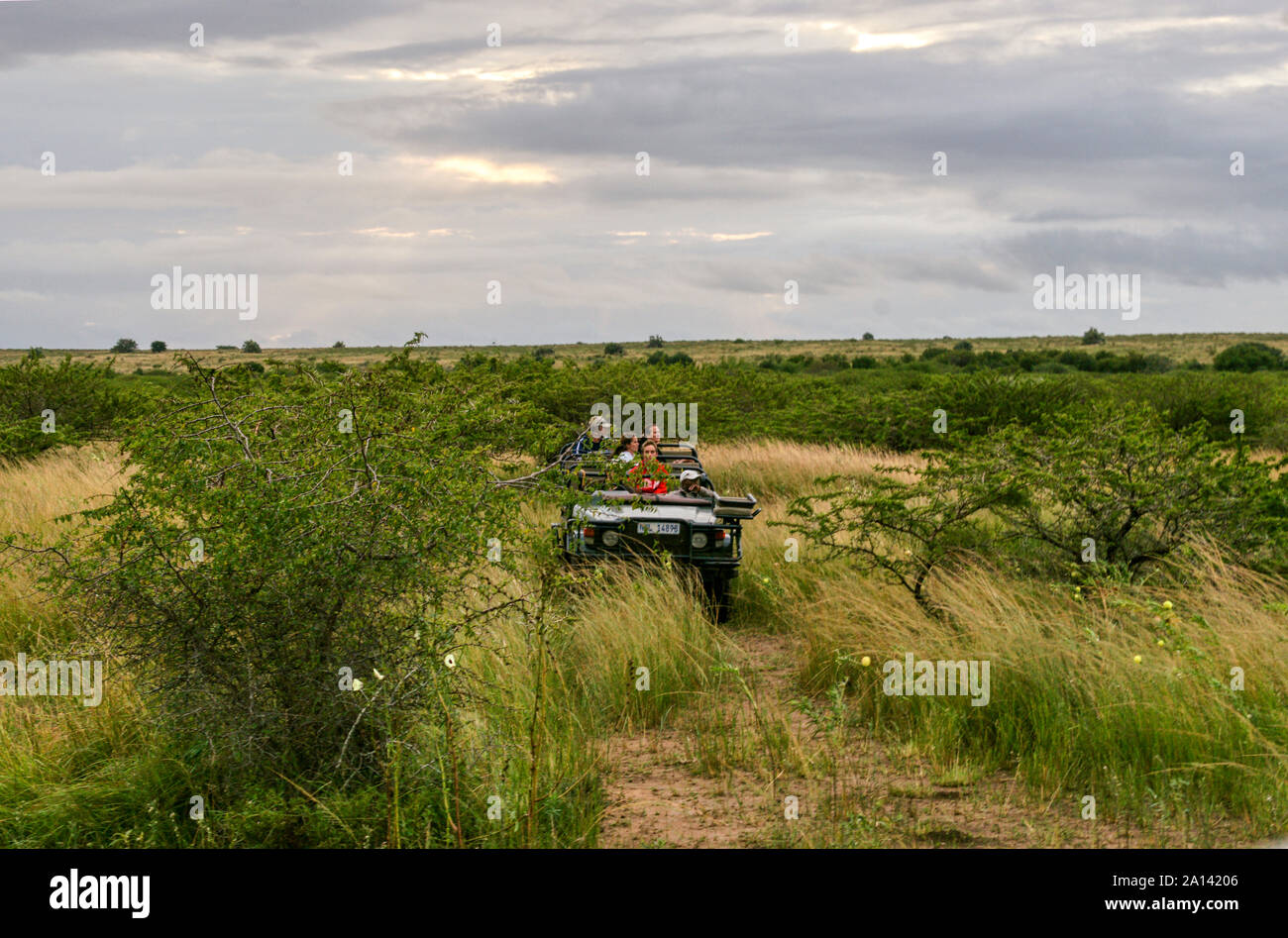 Lions Of Zululand High Resolution Stock Photography and Images - Alamy