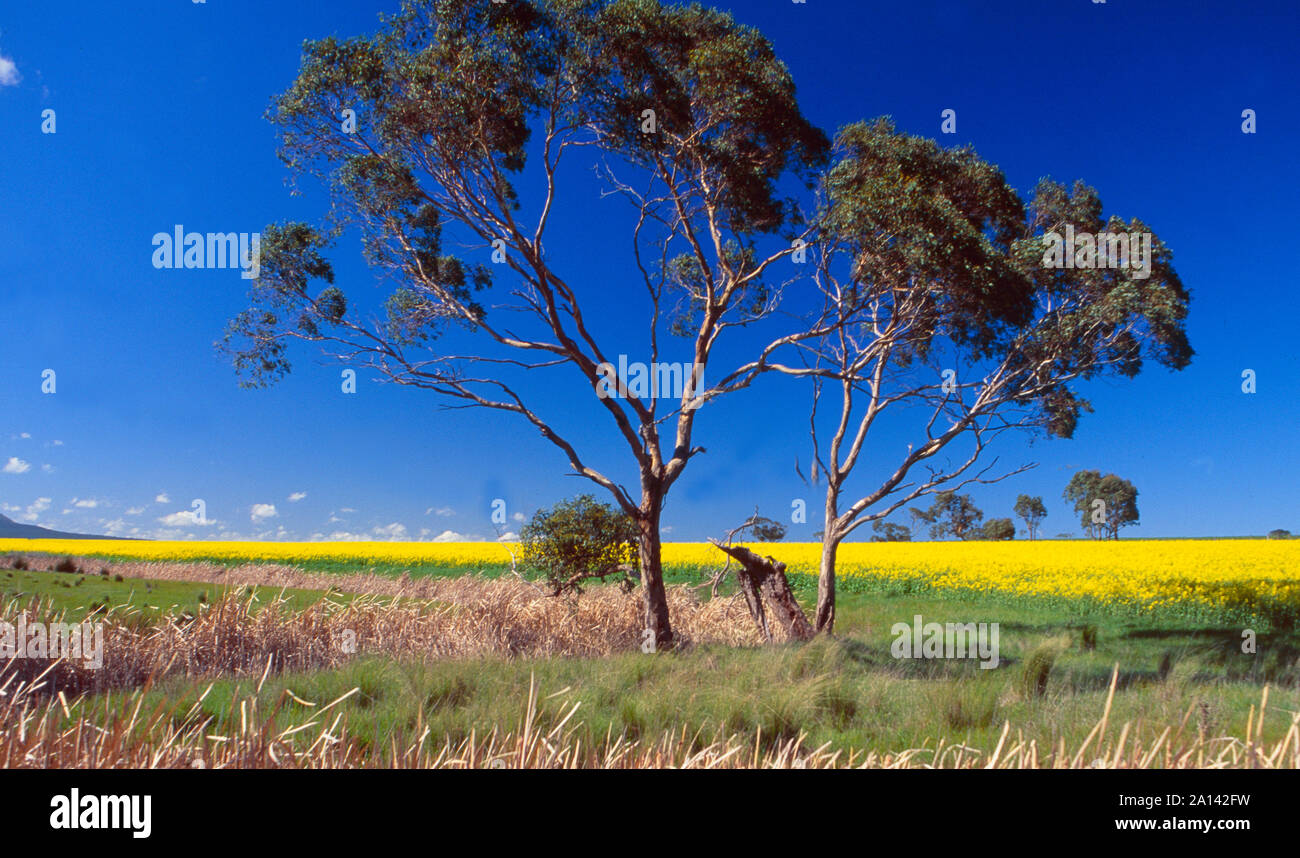 Australia: A Eukalyptus tree in a flowering raps oil field Stock Photo ...