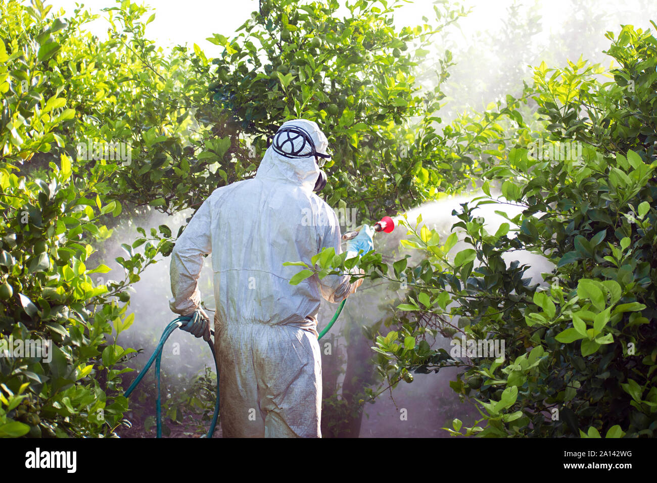 Men spray fumigation. Industrial chemical agriculture. Man spraying ...
