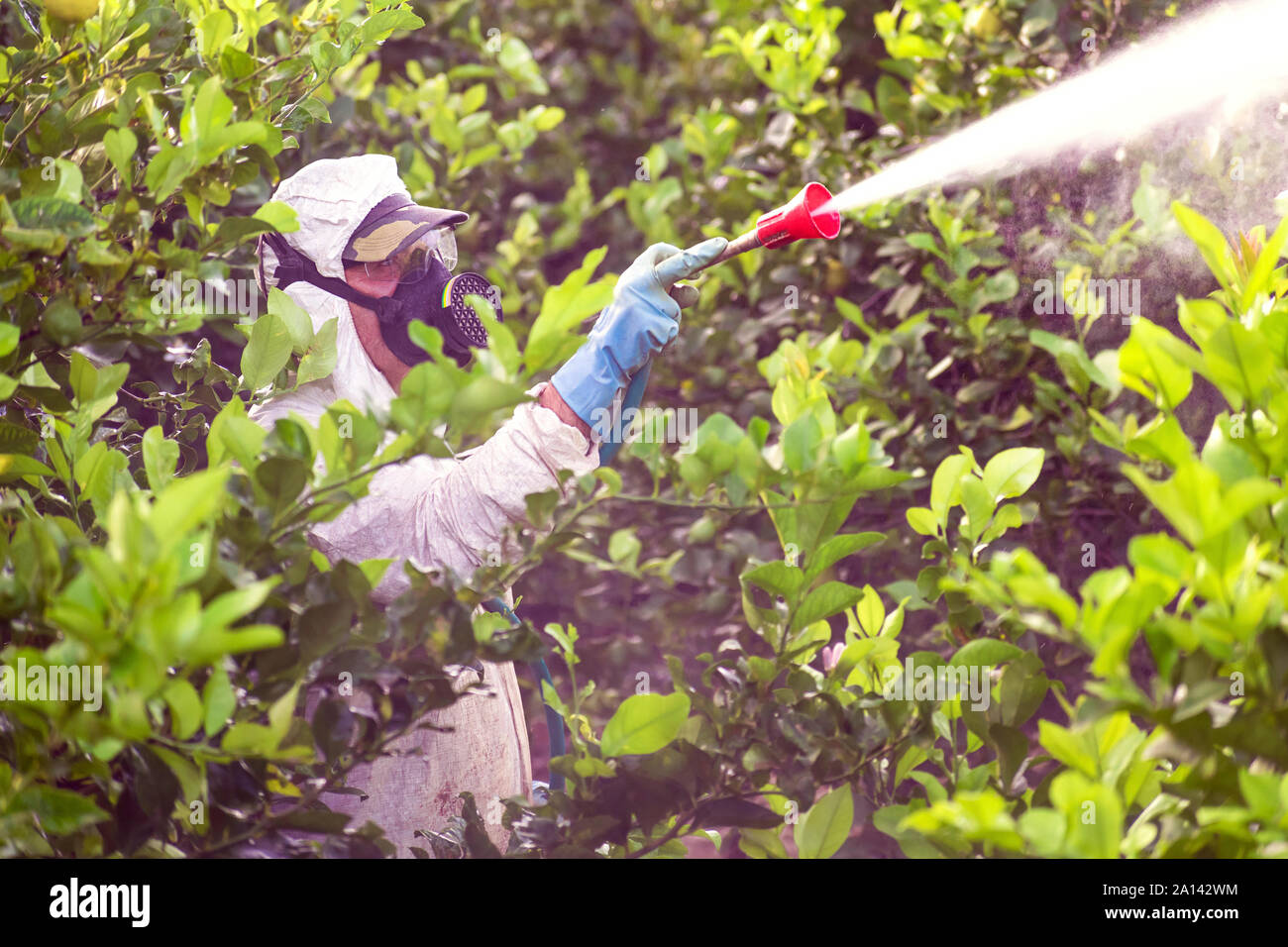 Spray ecological pesticide farmer fumigate hi-res stock photography and ...