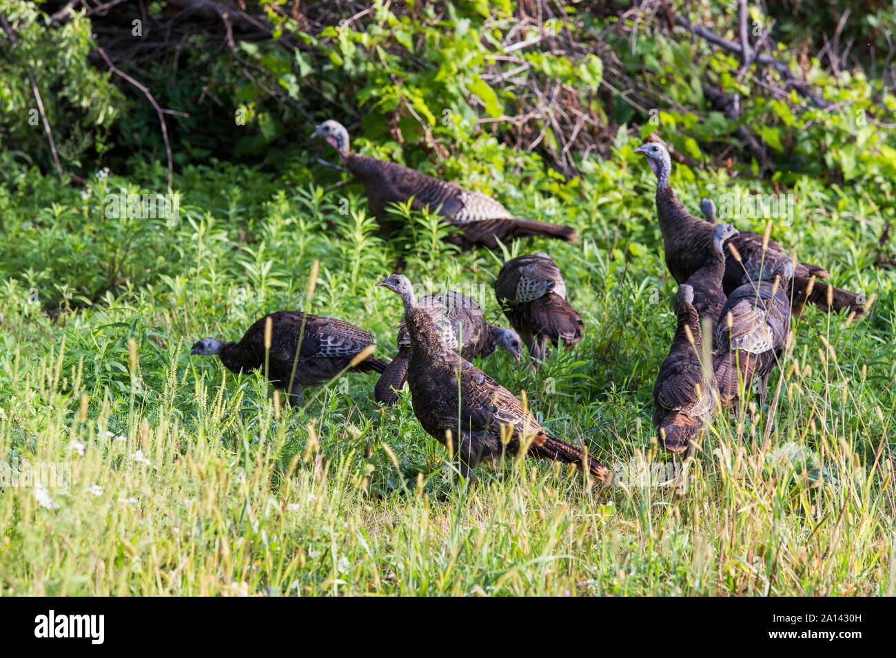 Wild turkey family in summer Stock Photo - Alamy