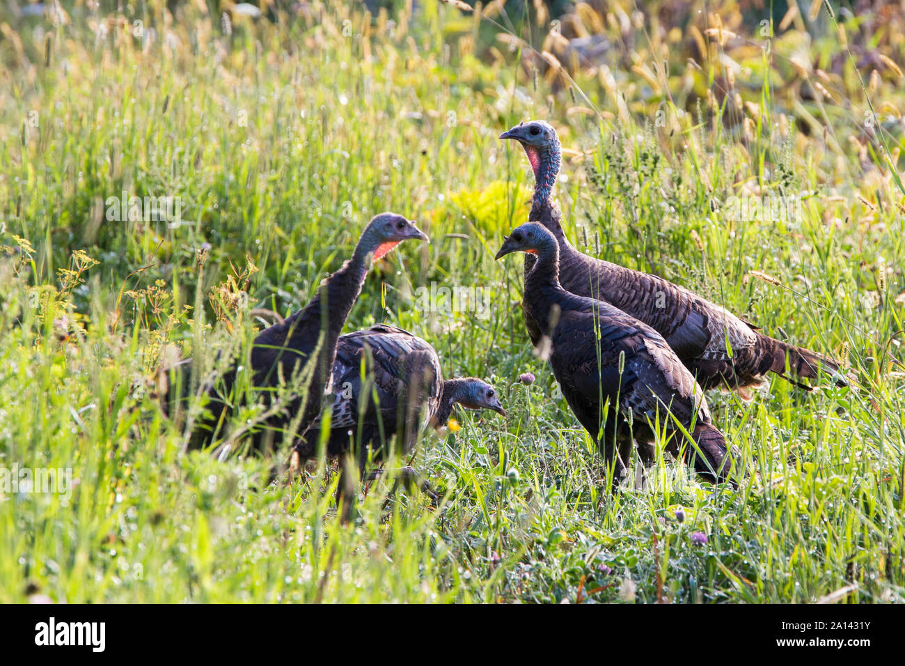 Hen with chiks hi-res stock photography and images - Alamy