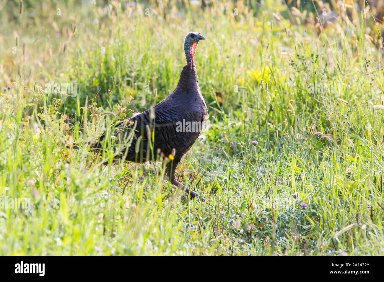 Wild turkey family in summer Stock Photo - Alamy