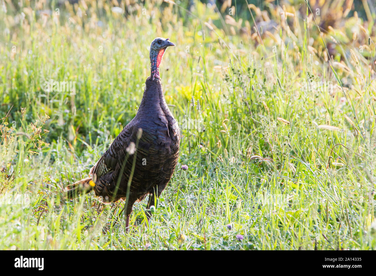 Wild turkey family in summer Stock Photo - Alamy