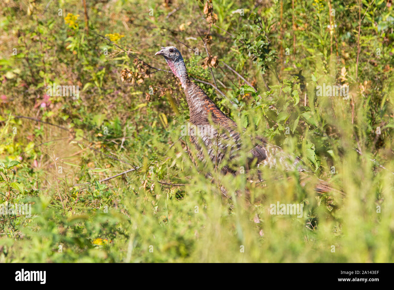 Wild turkey poult hi-res stock photography and images - Alamy