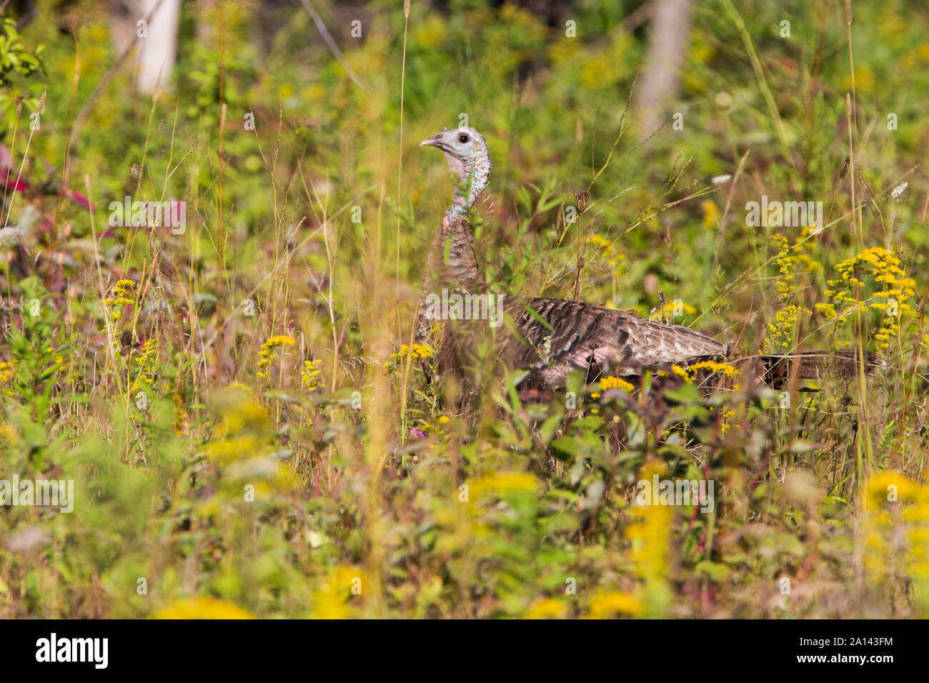 Wild turkey poult hi-res stock photography and images - Alamy