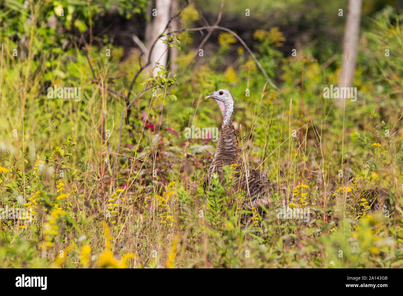 Wild turkey family in summer Stock Photo - Alamy