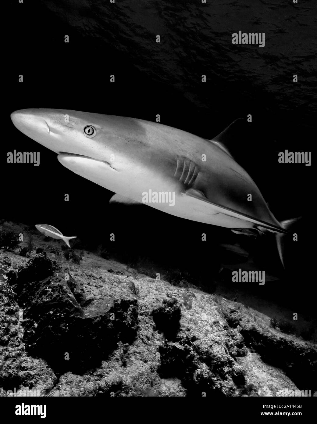 Shark underwater vertical Black and White Stock Photos & Images - Alamy