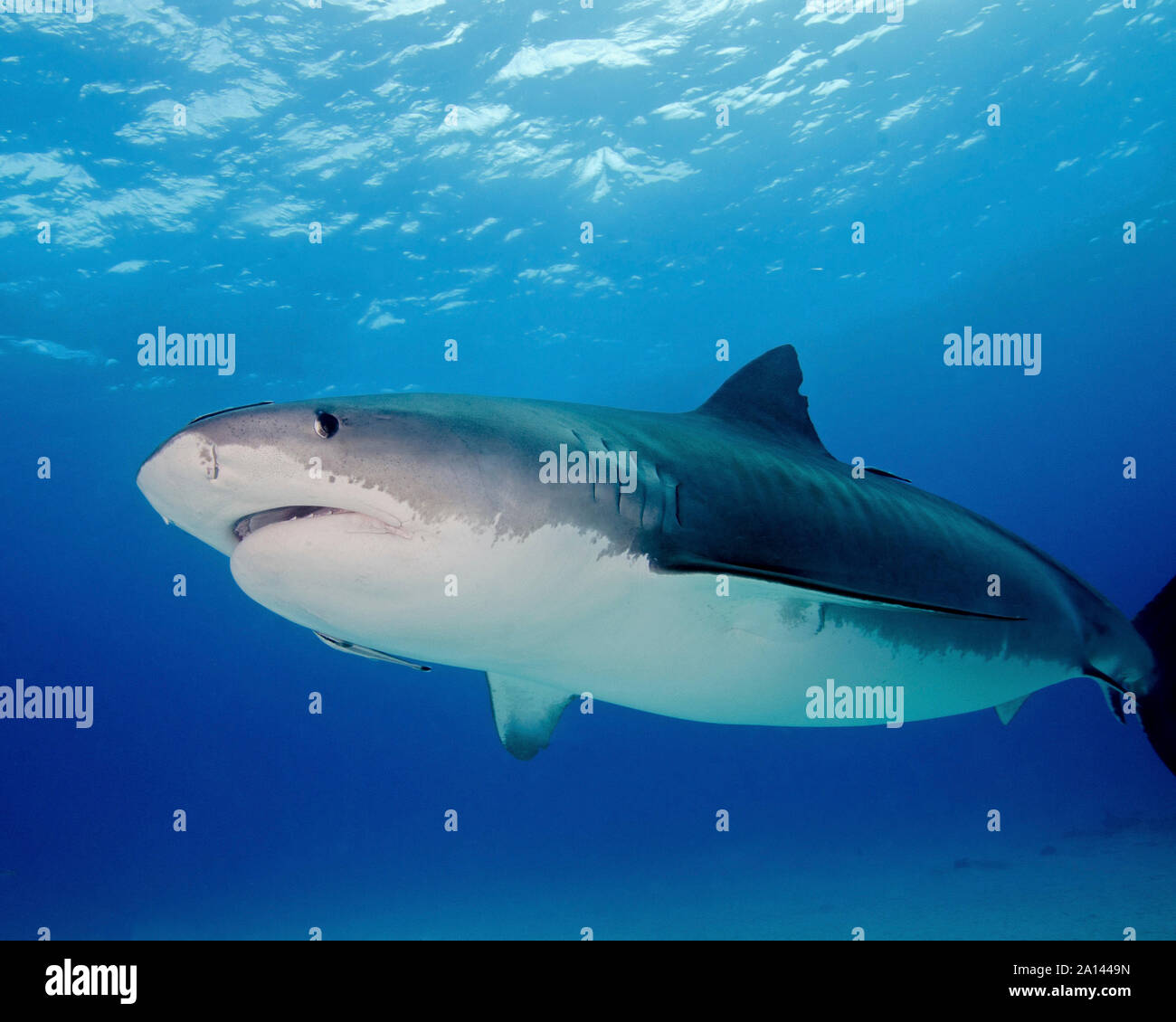 Tiger Shark Side View