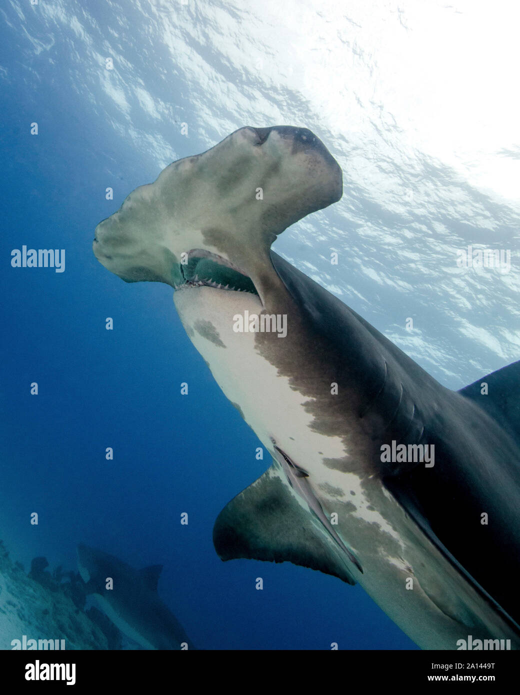 Side view of tiger shark hi-res stock photography and images - Alamy