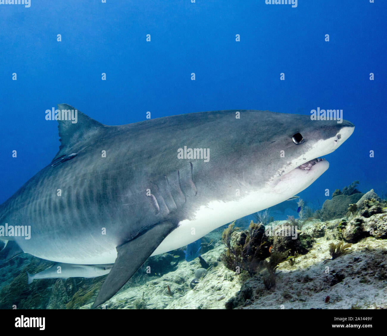 Side view of a tiger shark, Tiger Beach, Bahamas Stock Photo - Alamy