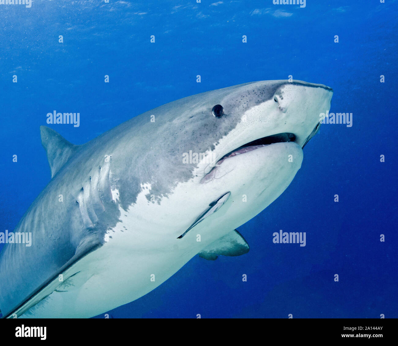 Side view of a tiger shark, Tiger Beach, Bahamas Stock Photo - Alamy