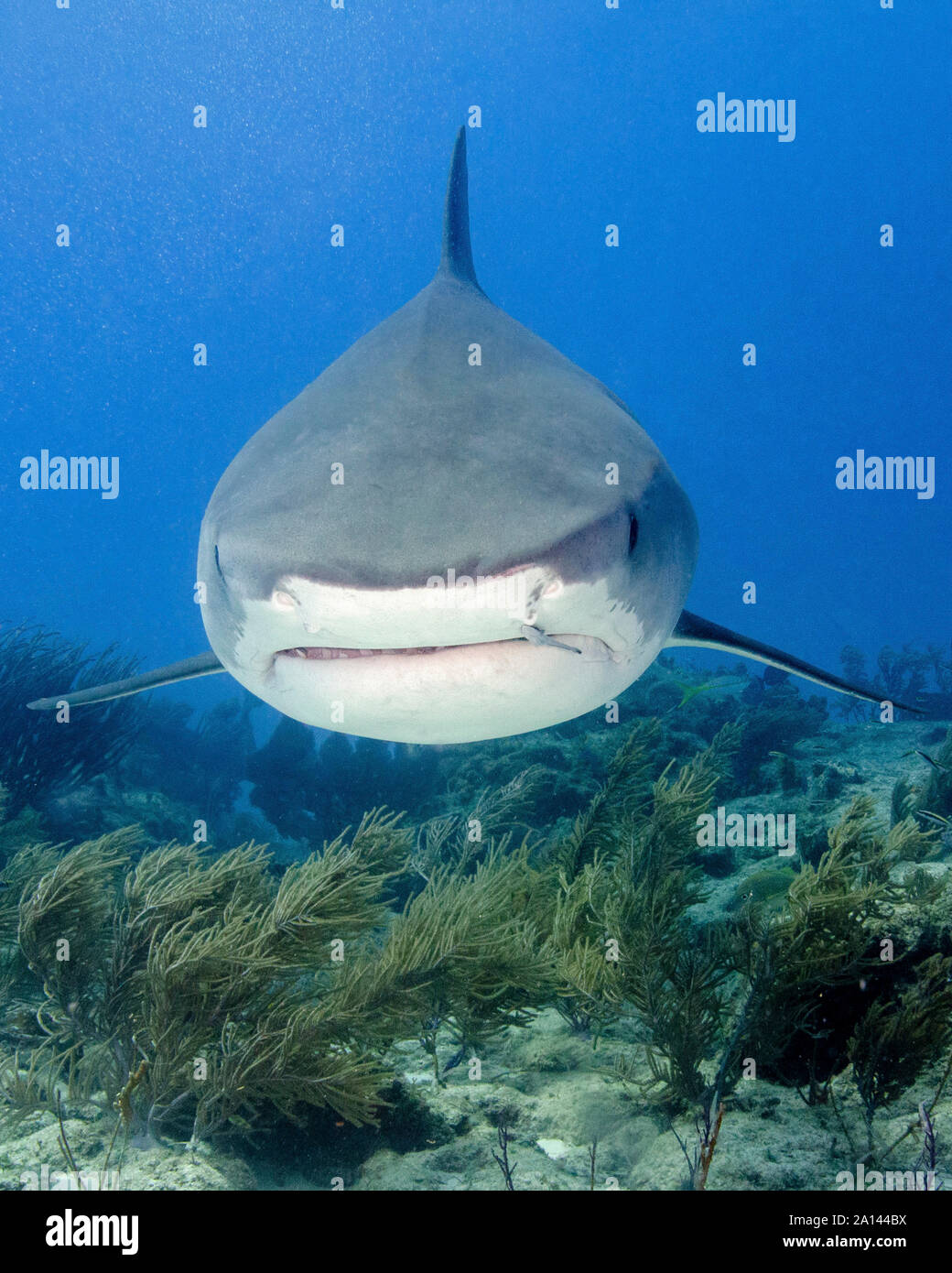 Front view of a tiger shark, Tiger Beach, Bahamas Stock Photo - Alamy