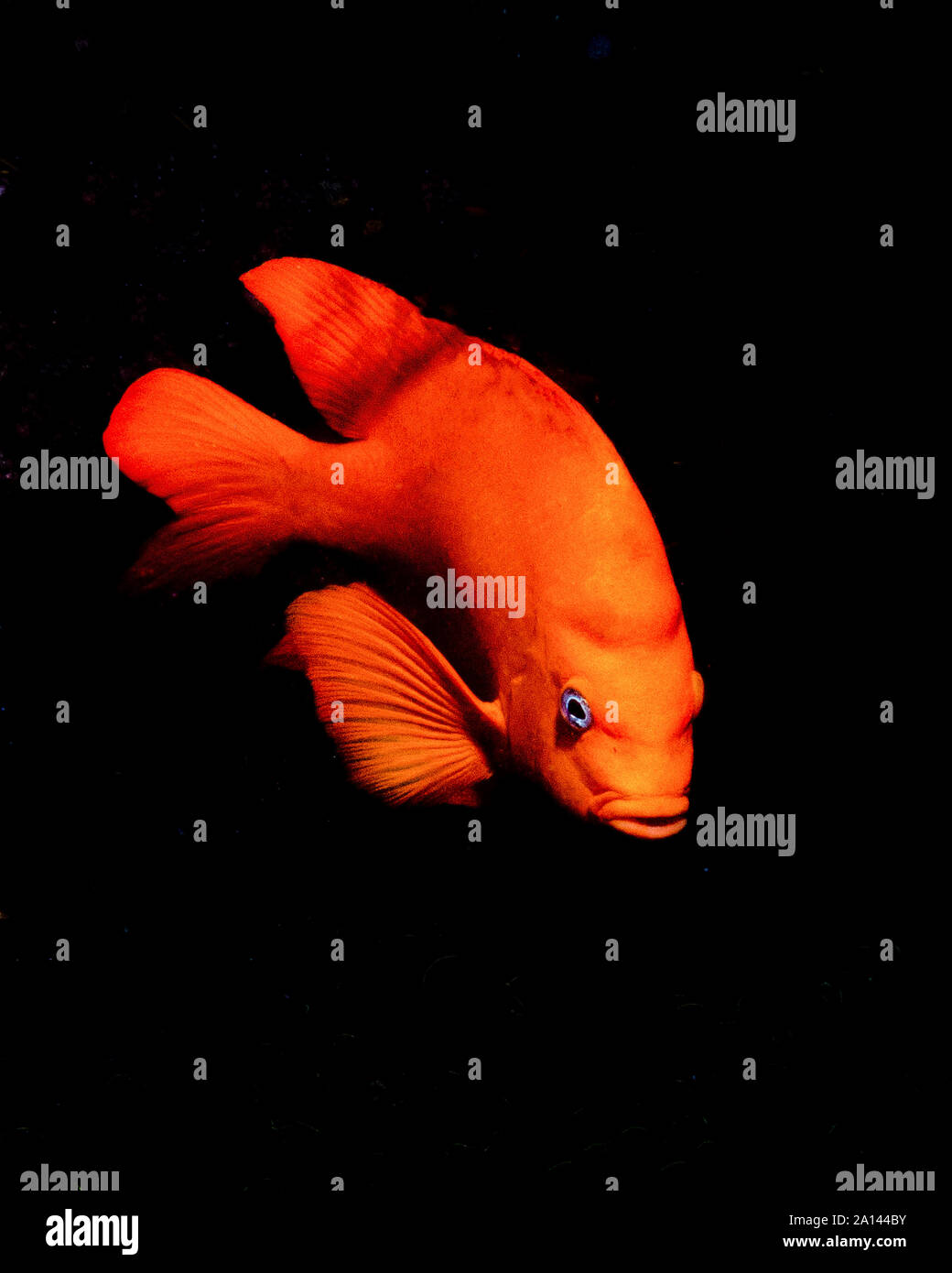 Garibaldi fish on black background, Tiger Beach, Bahamas Stock Photo ...
